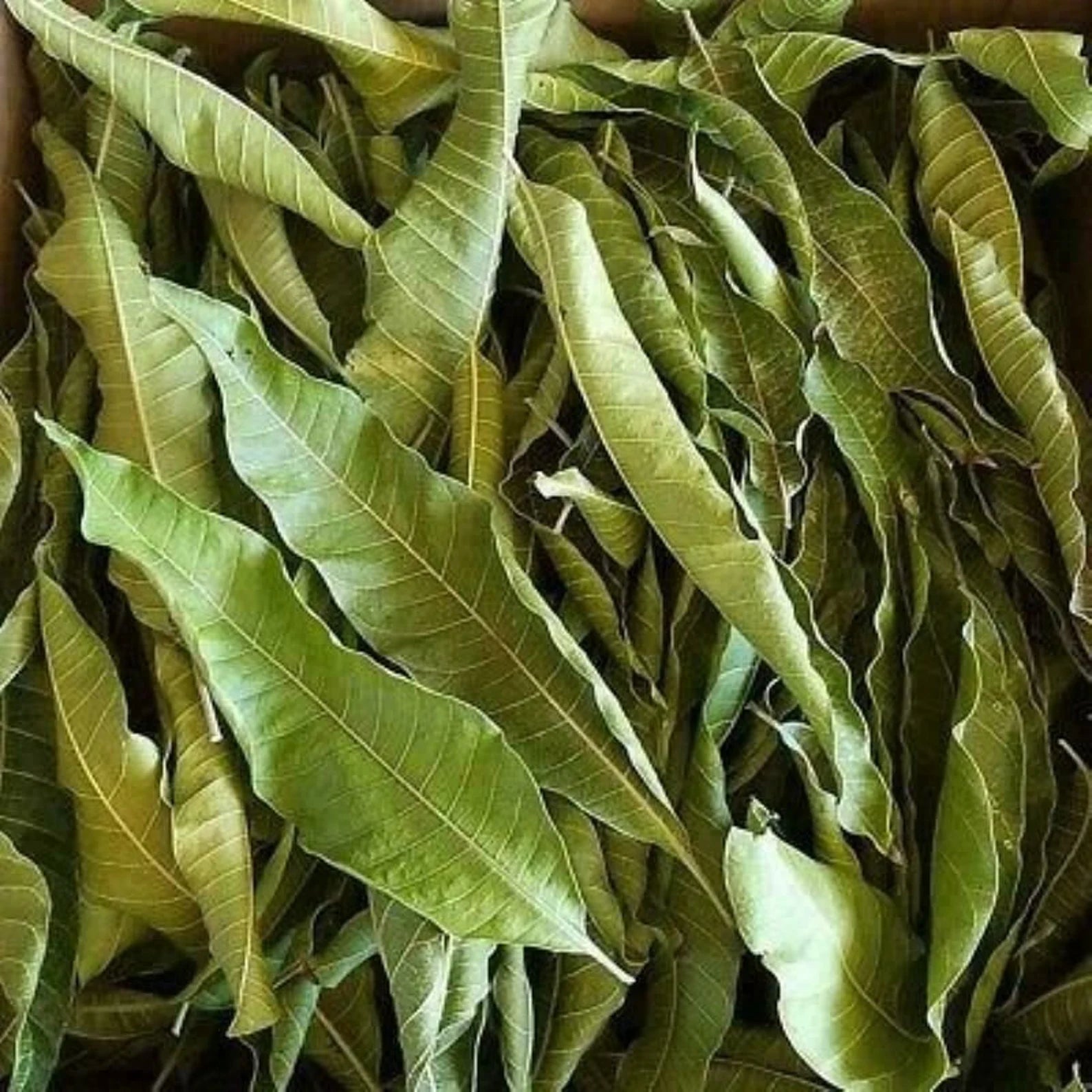 Mango Leaf – Michline Haitian Caribbean Store